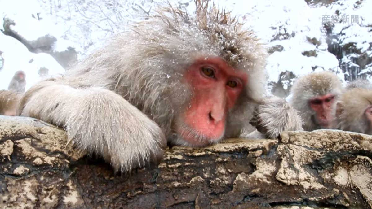 Snow Monkeys Relax in Hell Valley Hot Springs – VIDEO ICHIBAN
